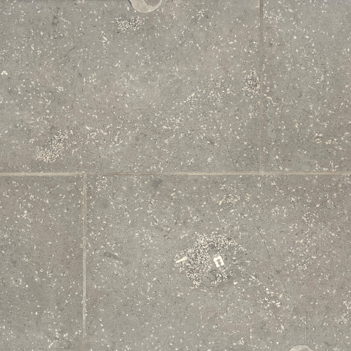 FOSSIL STAR GREY: Limestone Natural Stone Tile Collection. | Multiple ...
