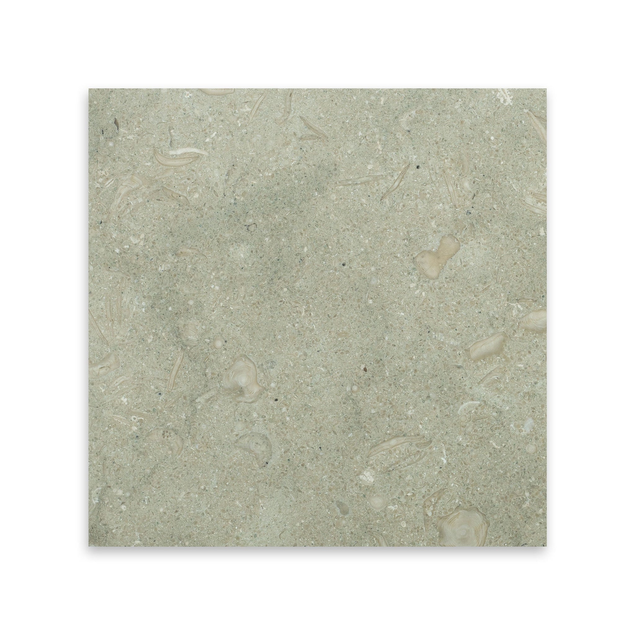 Seagrass Limestone Square Field Tile | 12"X12"X3/8" | Honed | Surface Group